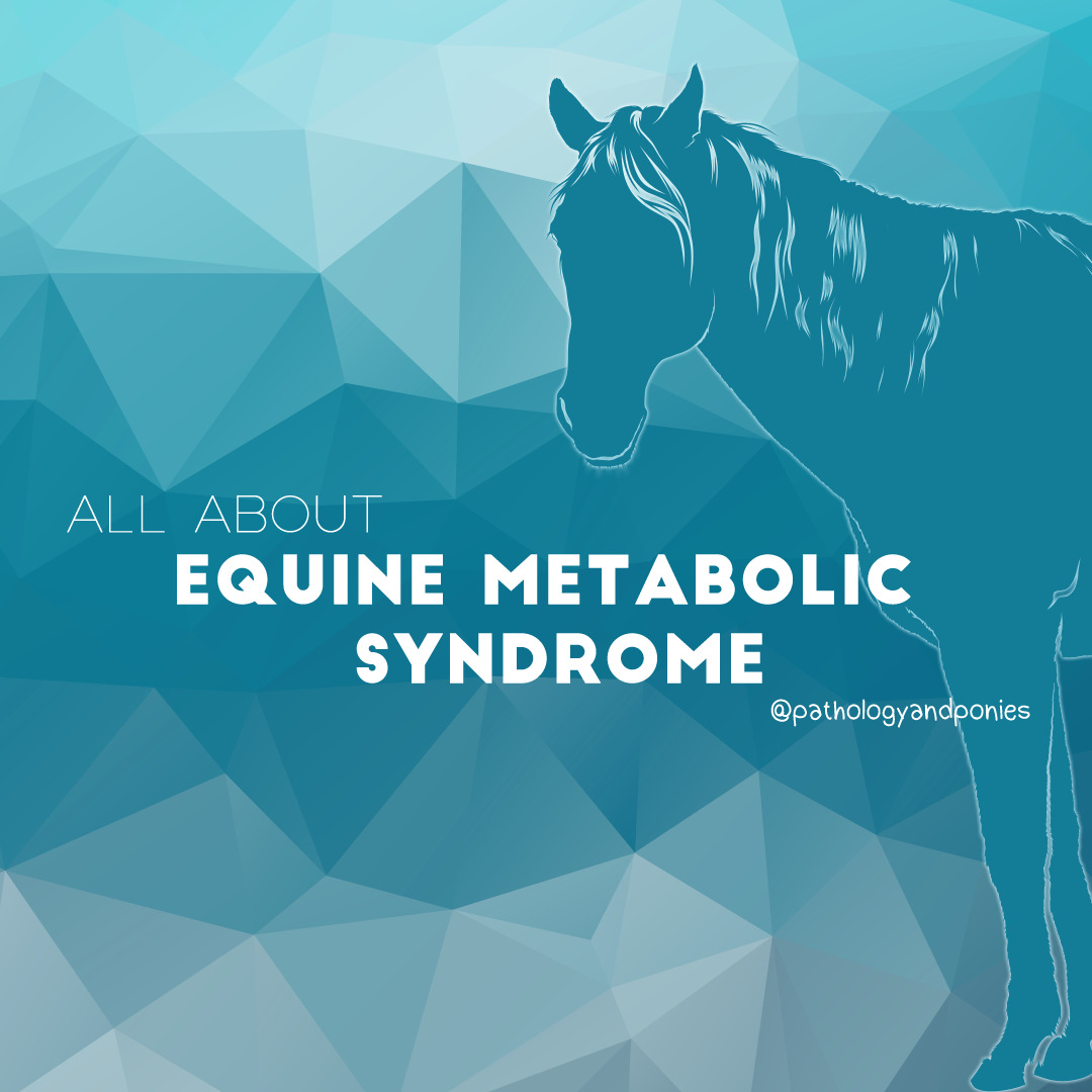 Equine Metabolic Syndrome - Pathology and Ponies