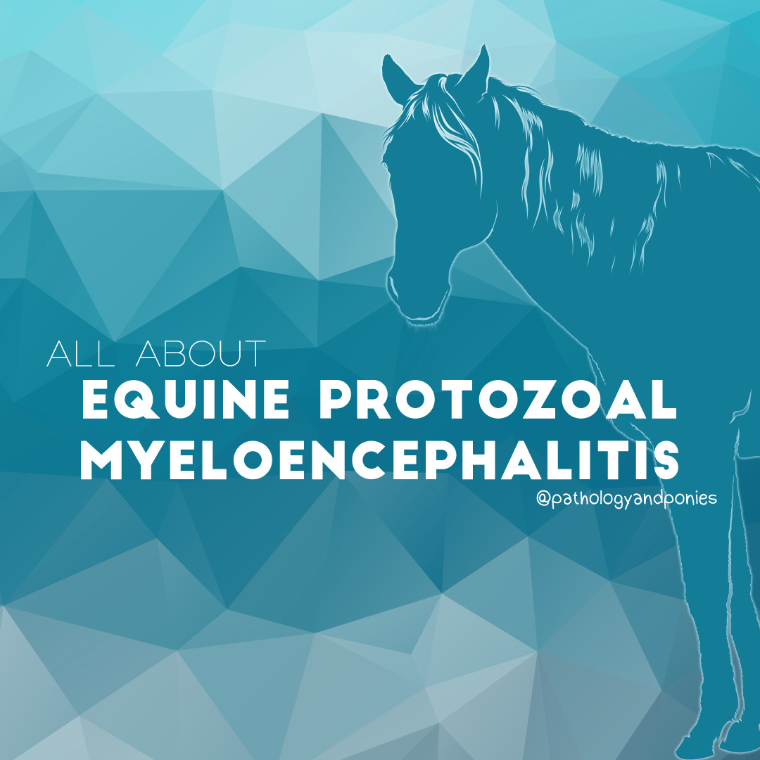 Equine Protozoal Myeloencephalitis - Pathology and Ponies