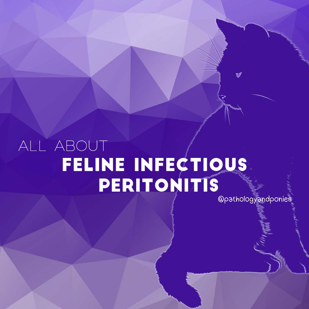 Feline Infectious Peritonitis - Pathology and Ponies