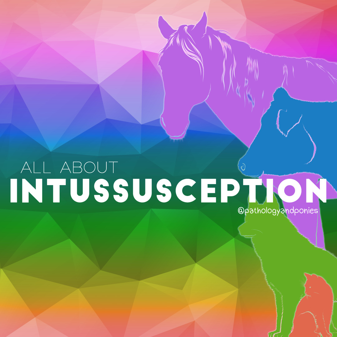 Intussusception - Pathology and Ponies