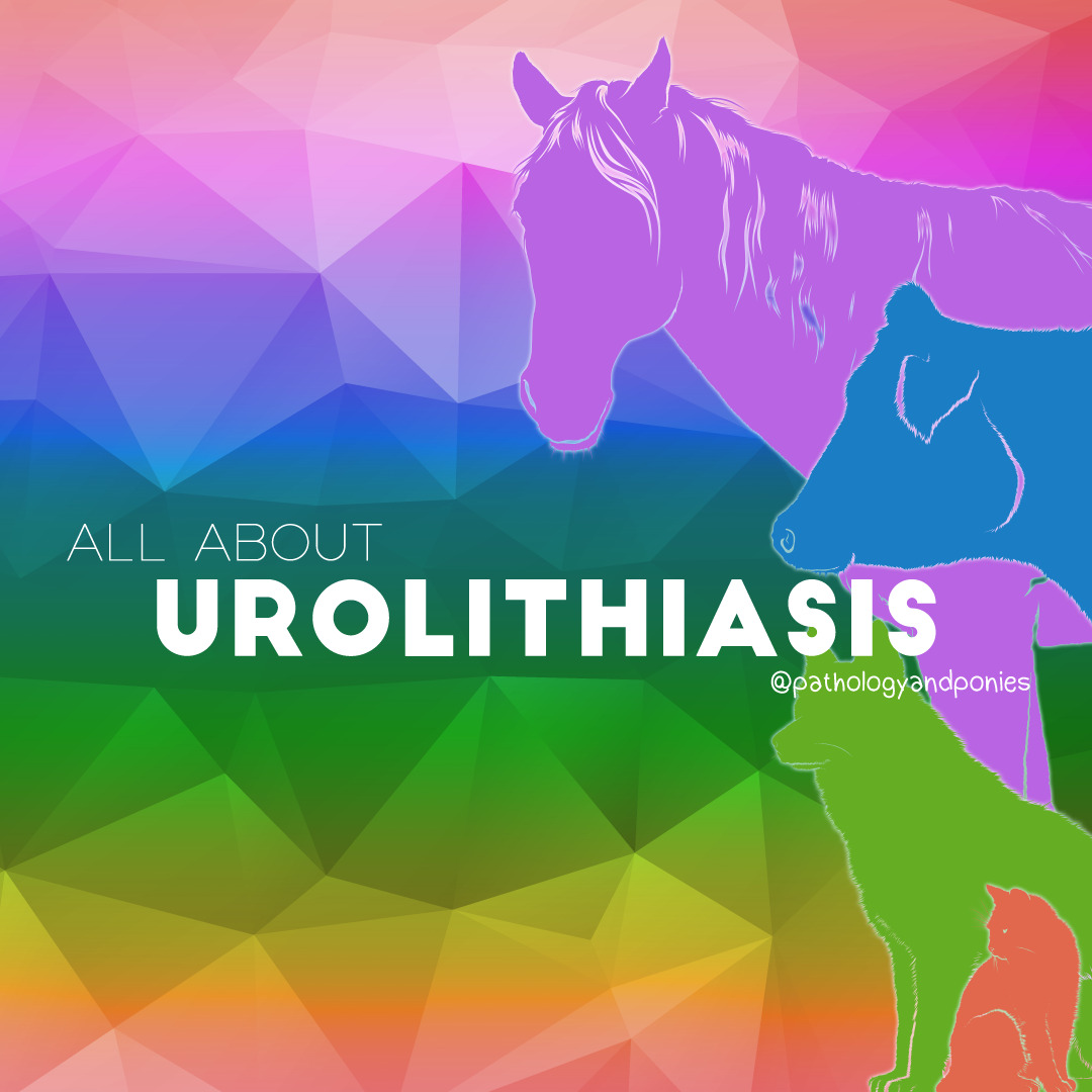 Urolithiasis - Pathology and Ponies