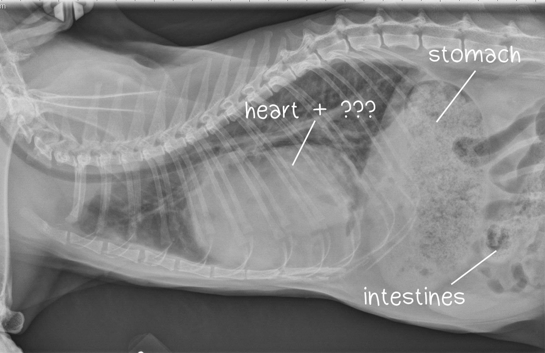 Peritoneopericardial Diaphragmatic Hernia - Pathology and Ponies