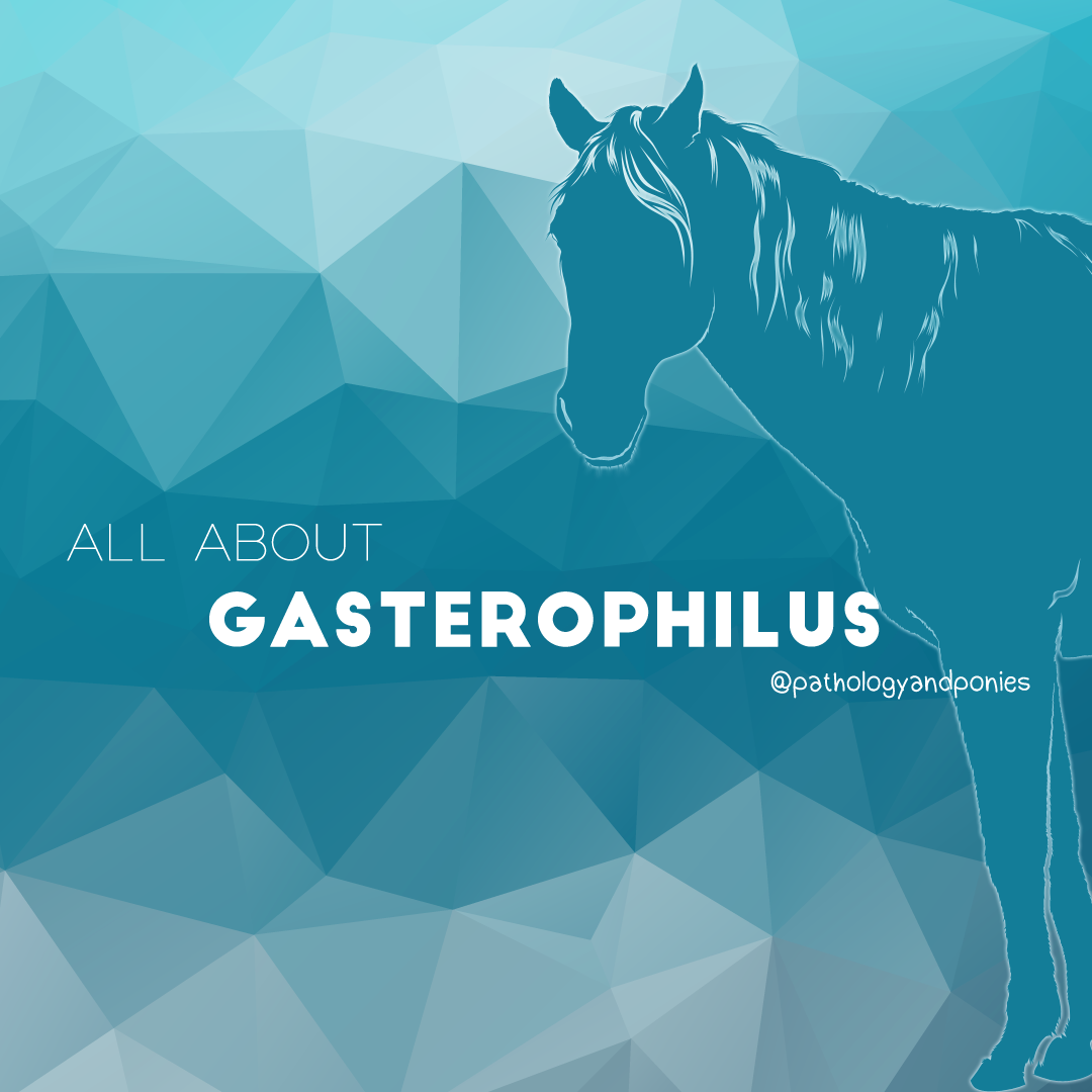 Gasterophilus - Pathology and Ponies