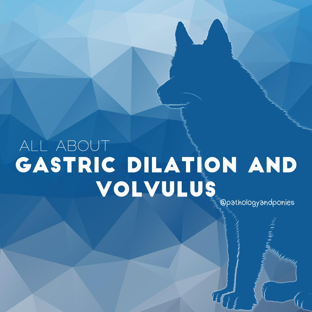 Gastric Dilation and Volvulus - Pathology and Ponies