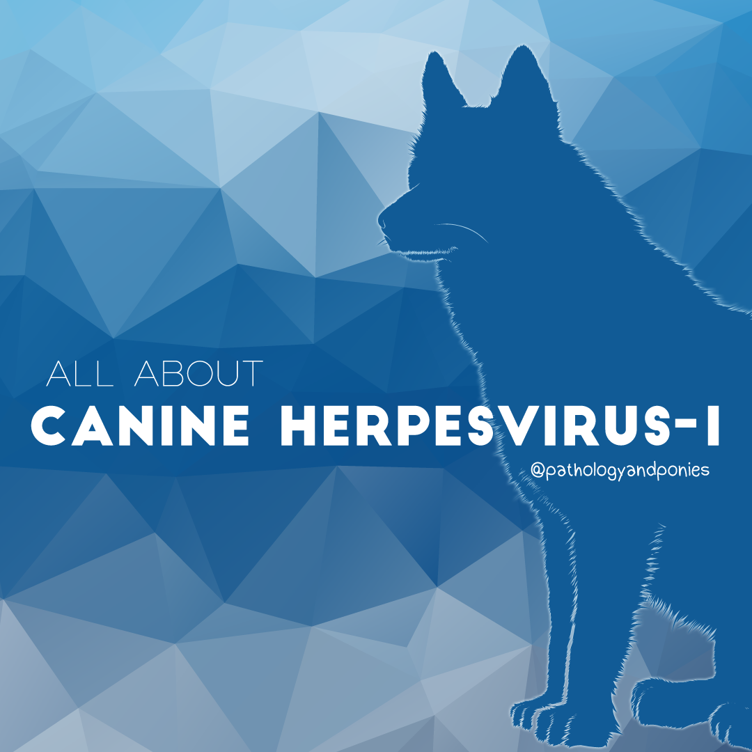 Canine Herpesvirus-1 - Pathology and Ponies