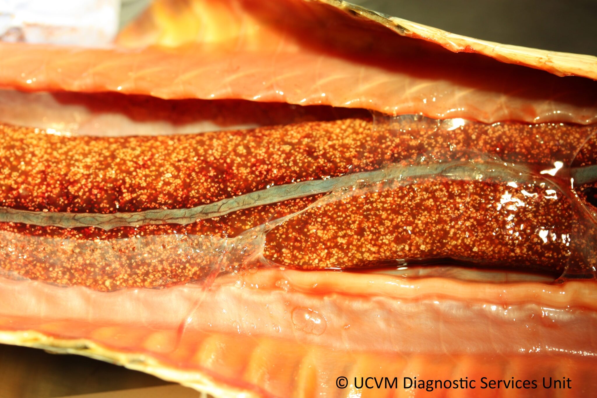 Visceral Gout - Pathology and Ponies