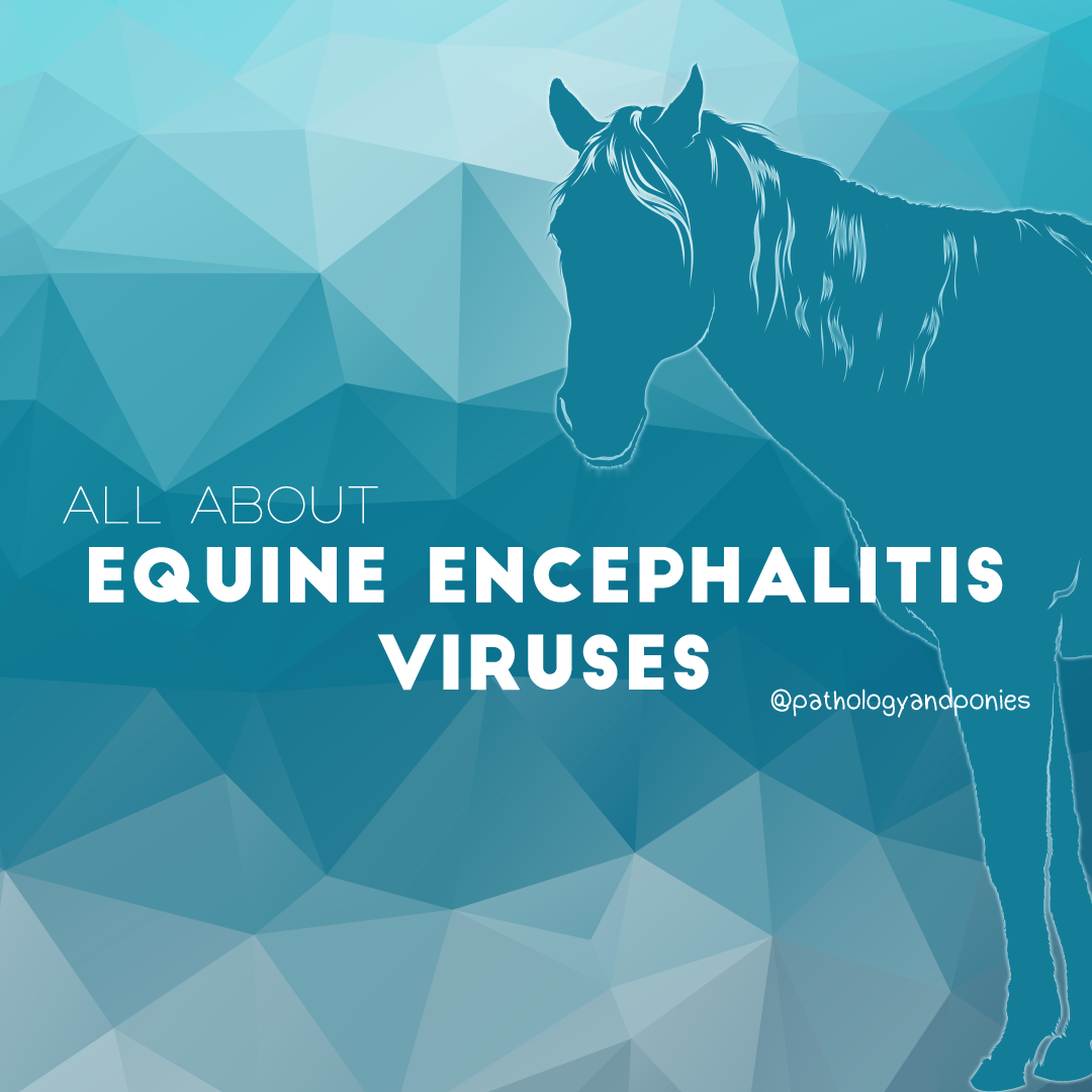 Equine Encephalitis Viruses - Pathology and Ponies