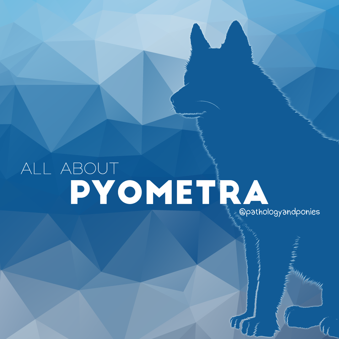 Pyometra - Pathology and Ponies