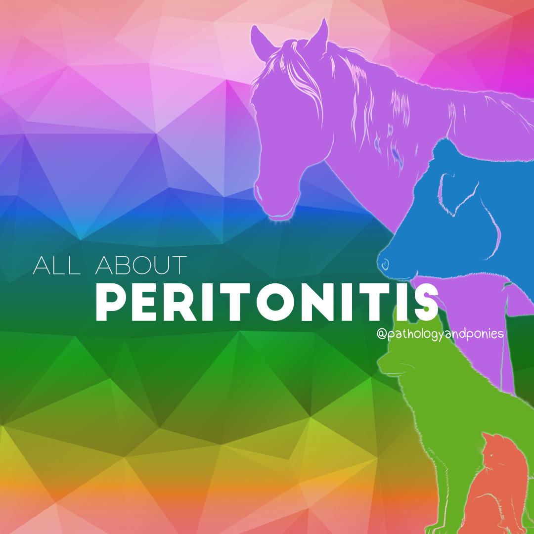 Peritonitis - Pathology and Ponies