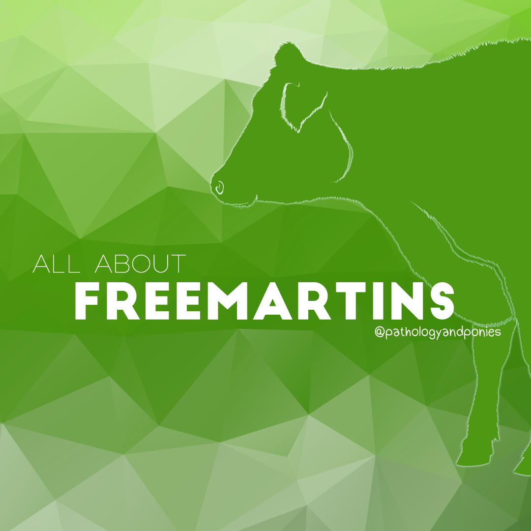 Freemartinism - Pathology and Ponies