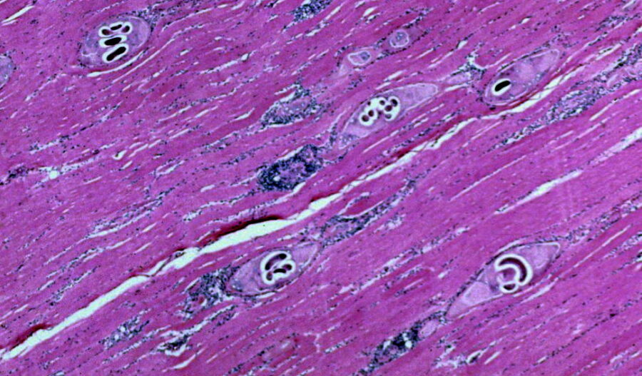 Pork Worms - Pathology and Ponies