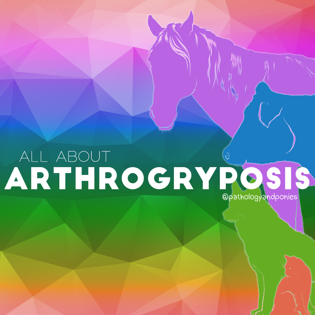Arthrogryposis - Pathology and Ponies