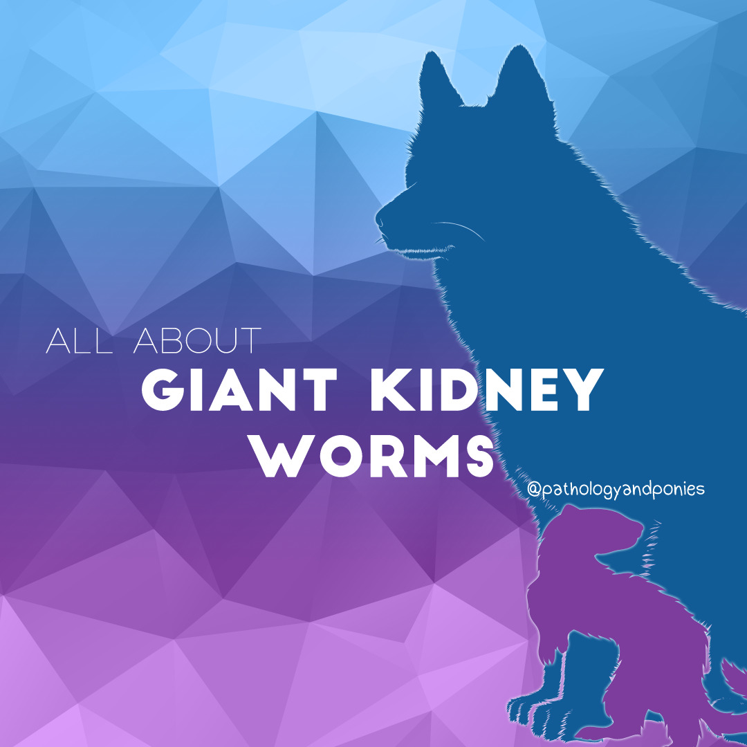 Giant Kidney Worm - Pathology and Ponies
