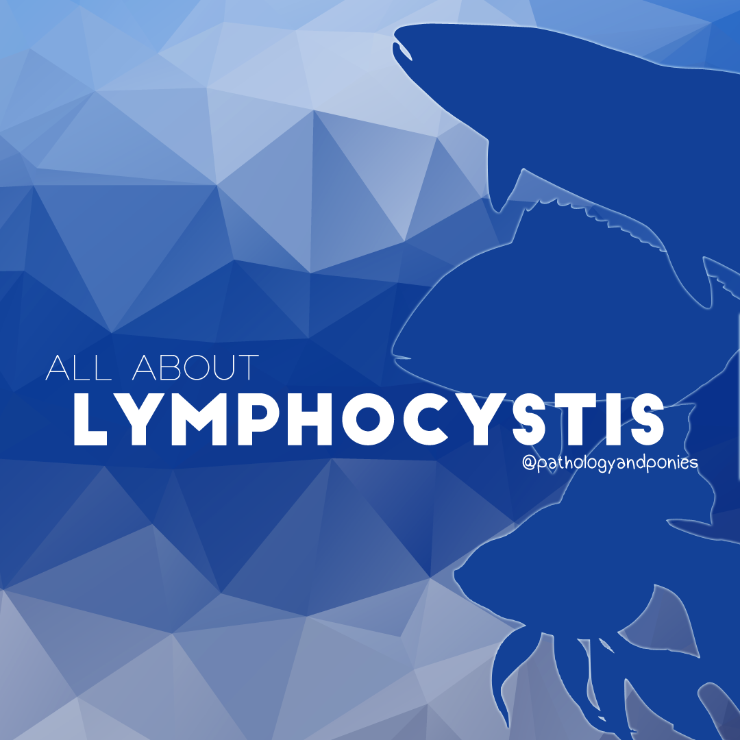 Lymphocystis - Pathology and Ponies