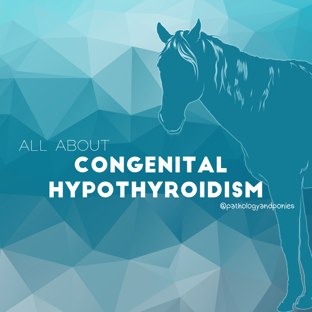 Congenital Hypothyroidism - Pathology and Ponies