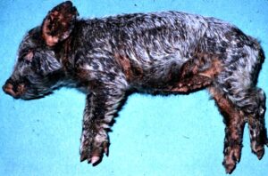 Greasy Pig Disease - Pathology and Ponies