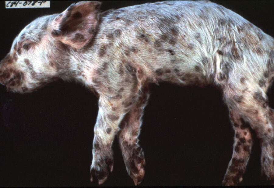 Greasy Pig Disease - Pathology and Ponies