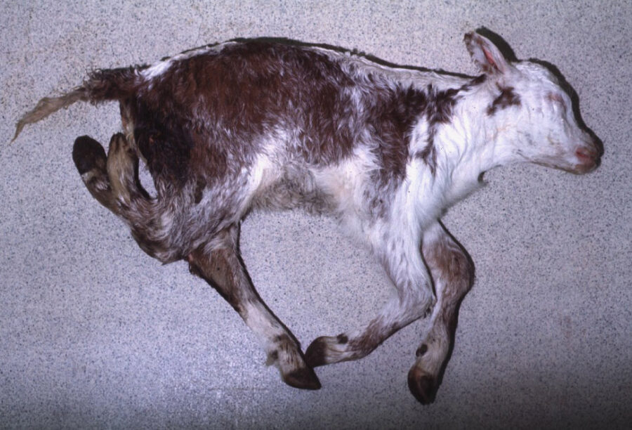 Polymelia - Pathology and Ponies