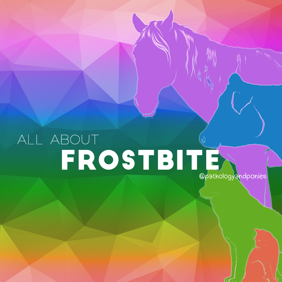 Frostbite - Pathology and Ponies