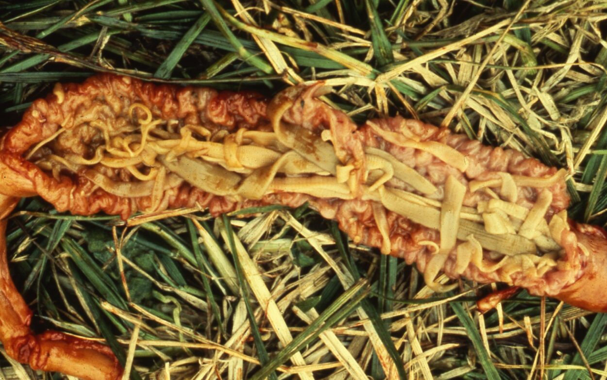 Fish Tapeworms - Pathology and Ponies