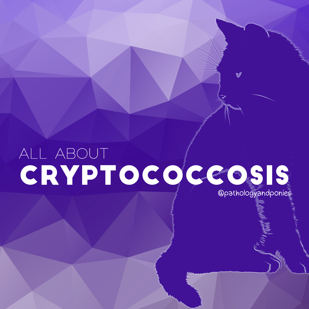 Cryptococcosis - Pathology and Ponies