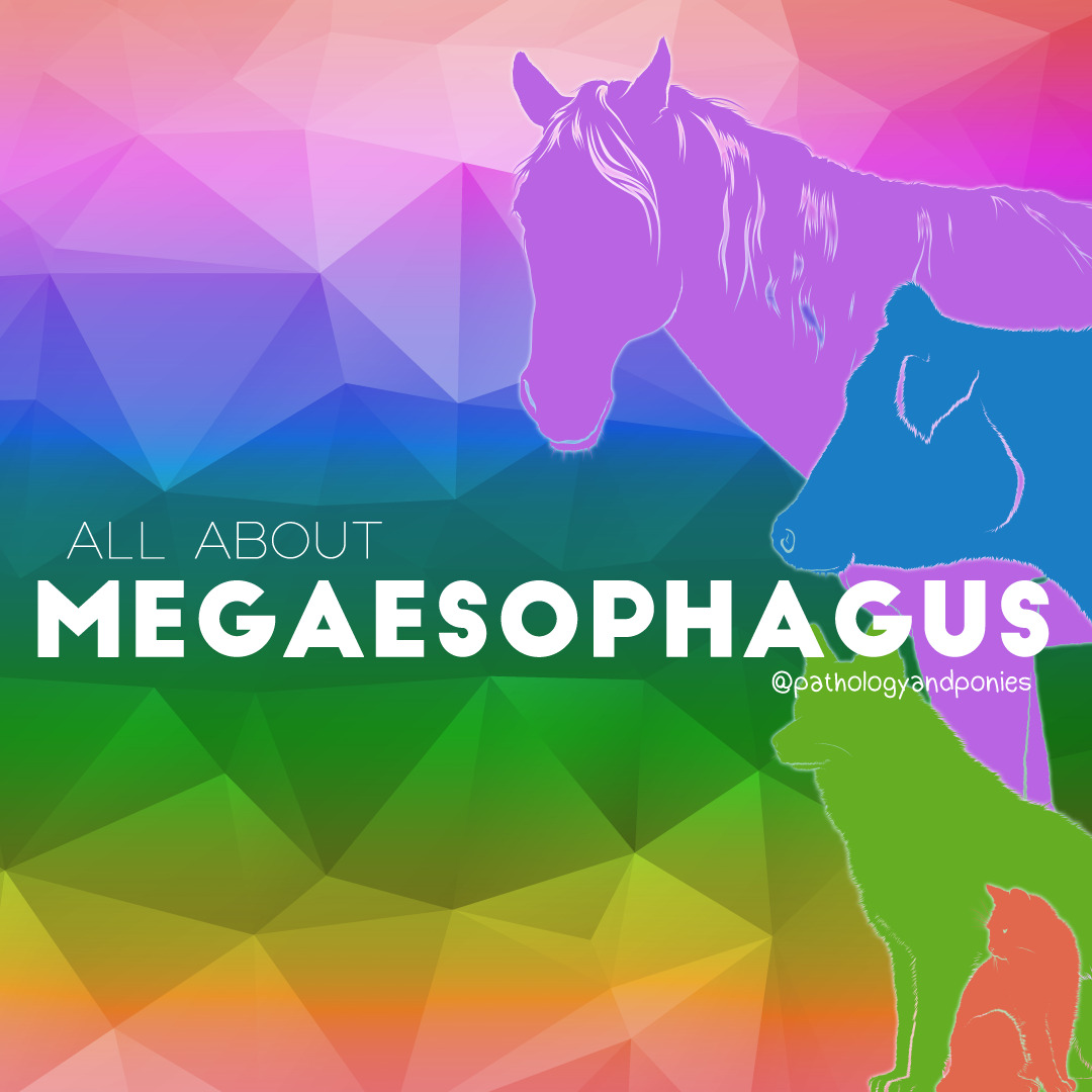 Megaesophagus - Pathology and Ponies