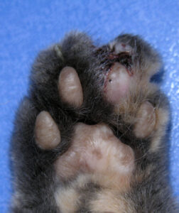 Lung-Digit Syndrome - Pathology and Ponies