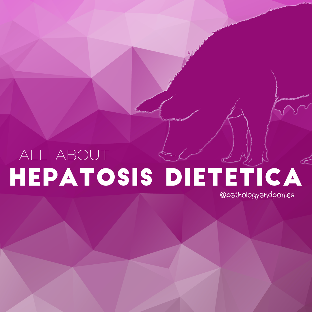 Hepatosis Dietetica - Pathology and Ponies