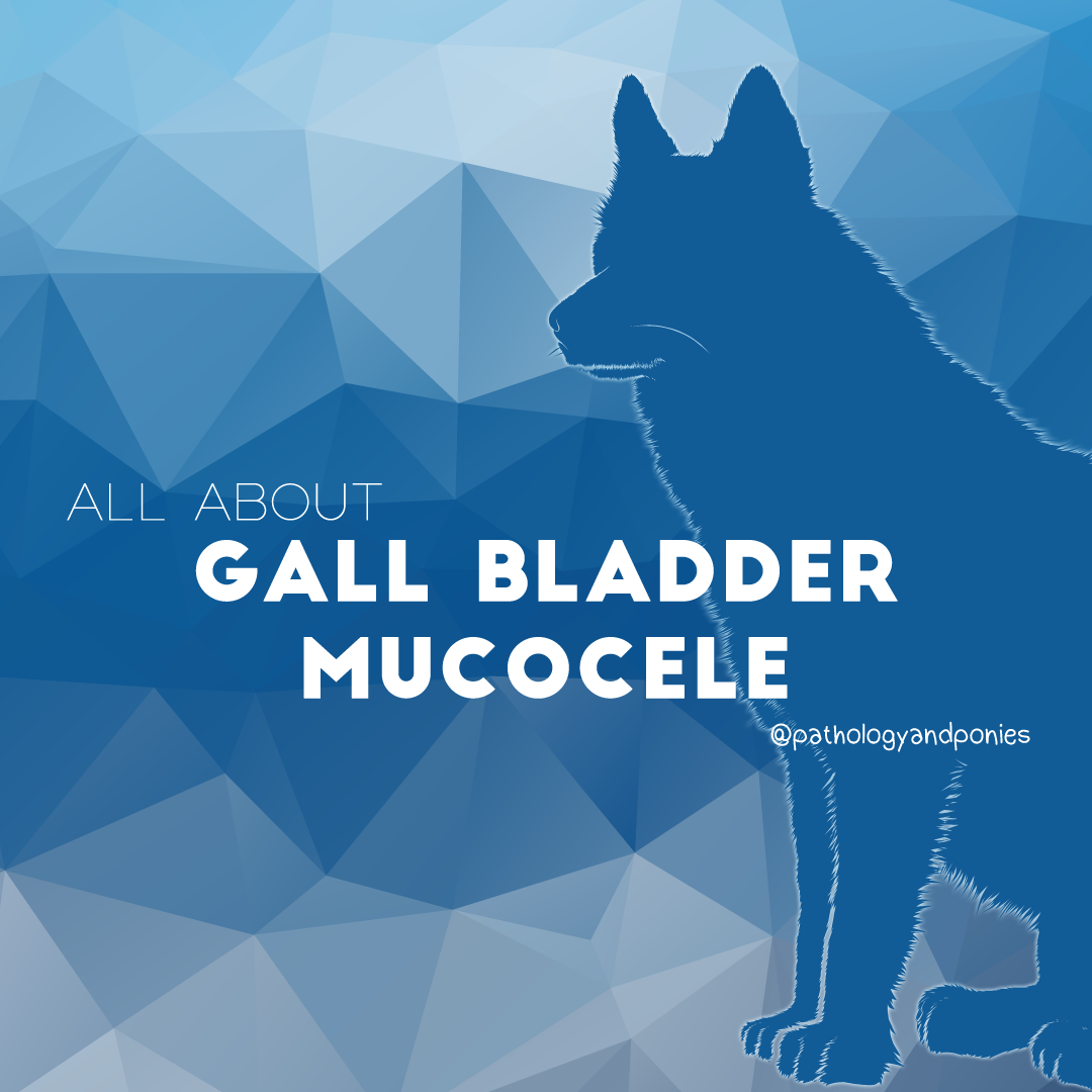 Gall Bladder Mucocele - Pathology and Ponies