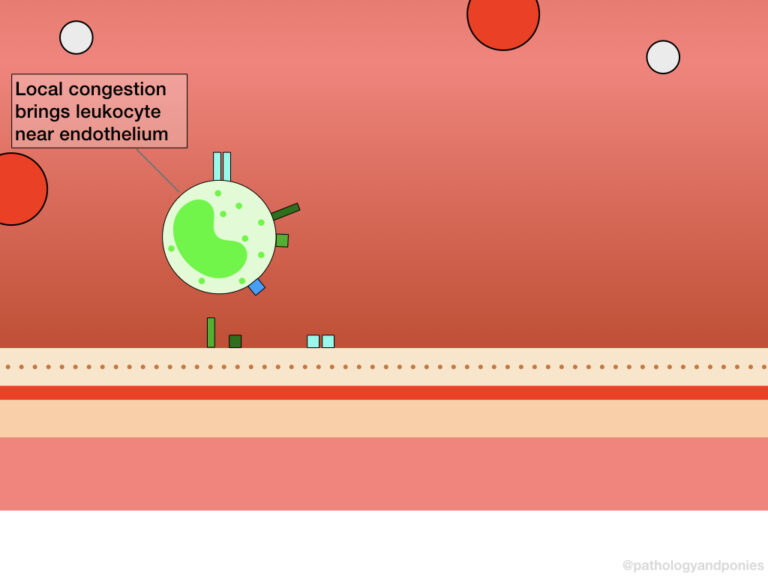 Adhesion Cascade - Pathology and Ponies
