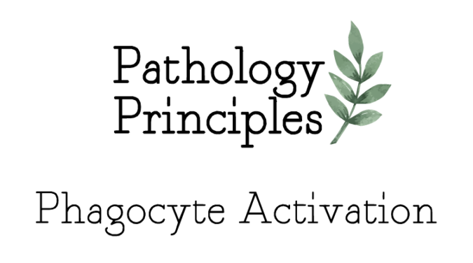 Phagocyte Activation - Pathology and Ponies