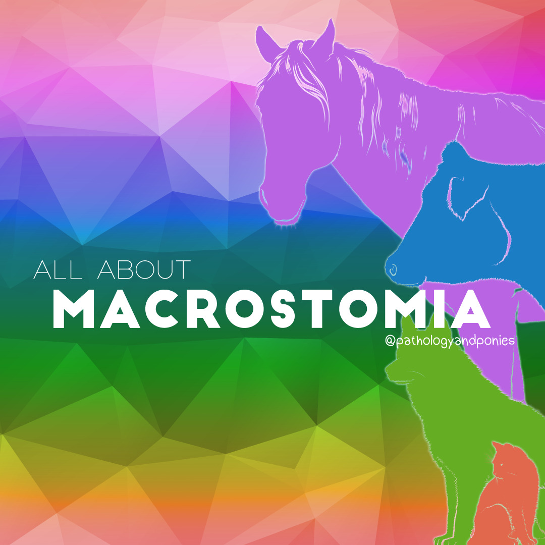 Macrostomia - Pathology and Ponies