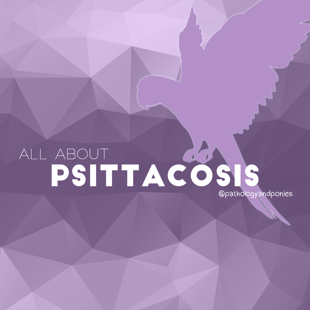 Psittacosis - Pathology and Ponies