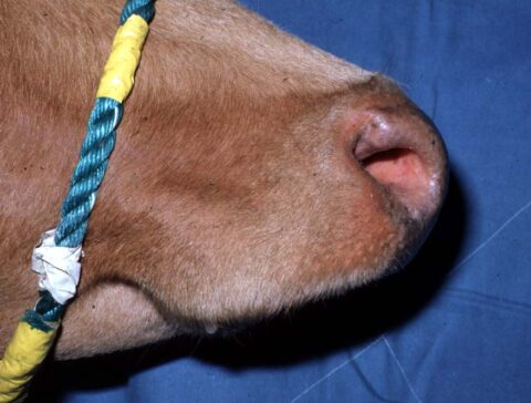 Brachygnathia - Pathology and Ponies