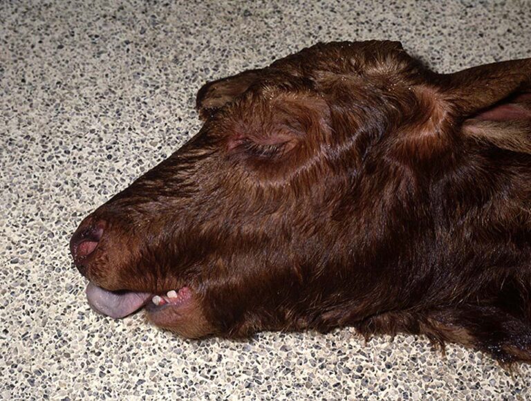 Brachygnathia - Pathology and Ponies