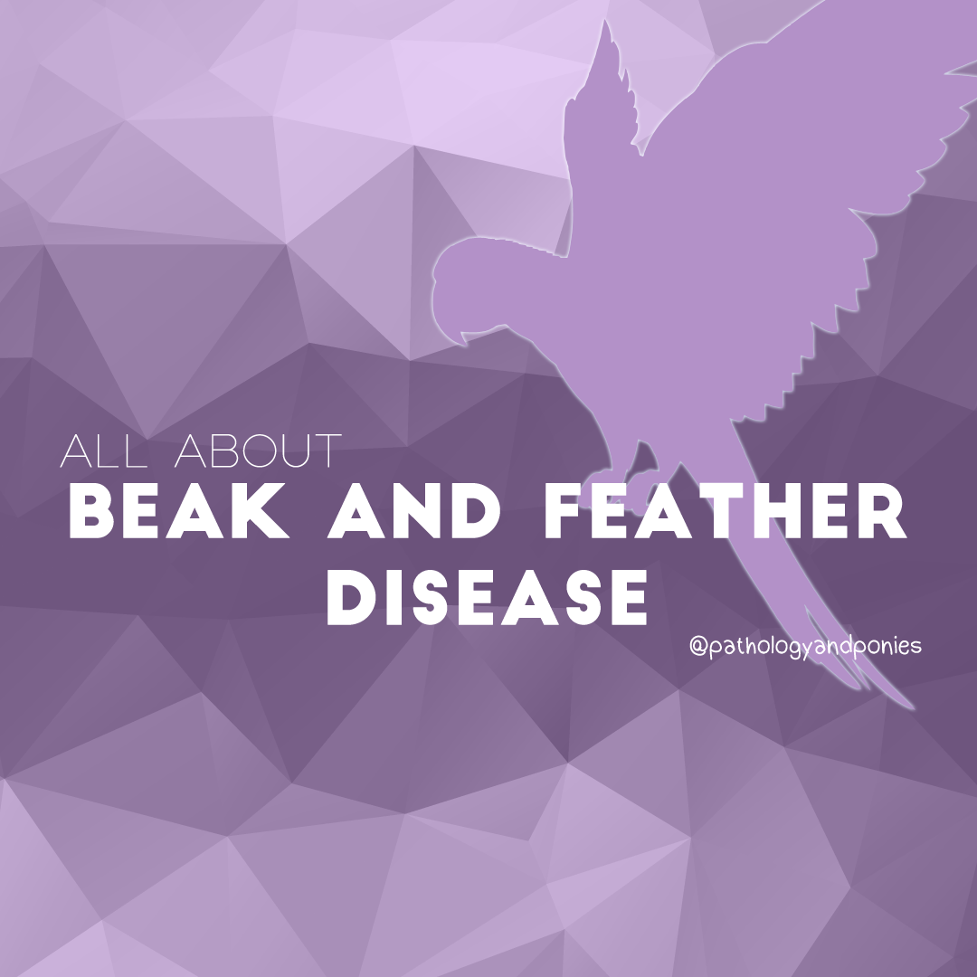 Beak and Feather Disease - Pathology and Ponies