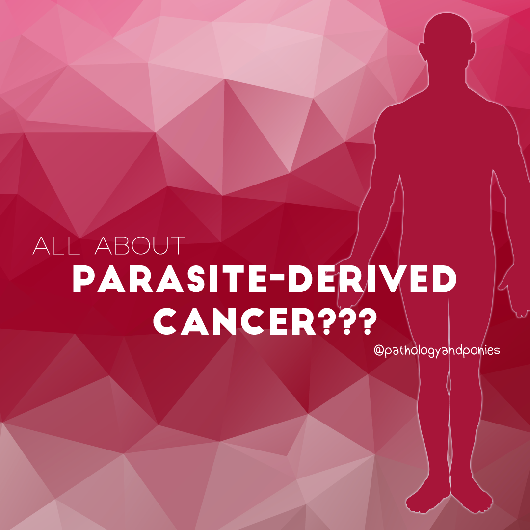 Parasite-Derived Cancer - Pathology and Ponies