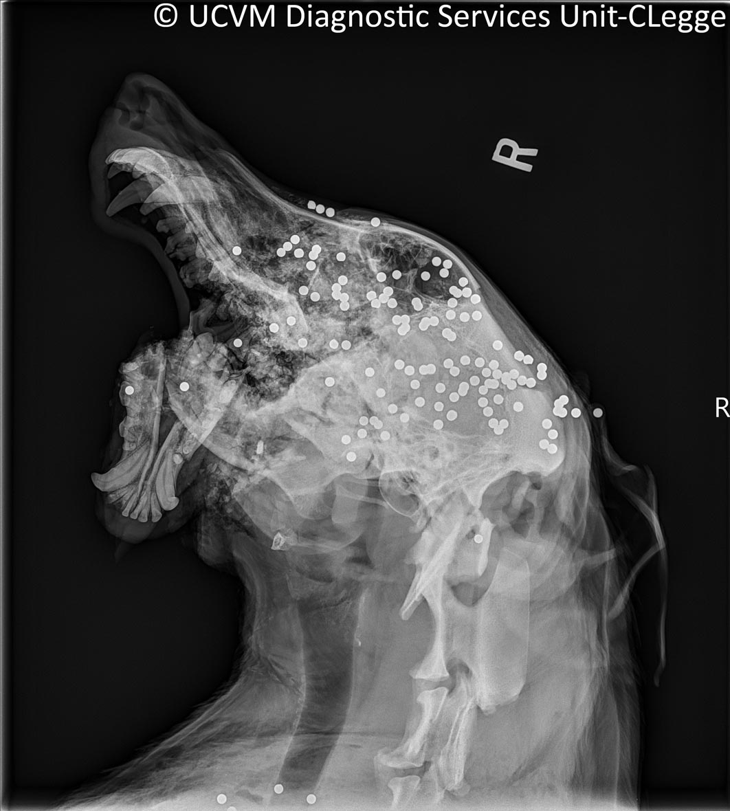 Shotgun Pellets - Pathology and Ponies