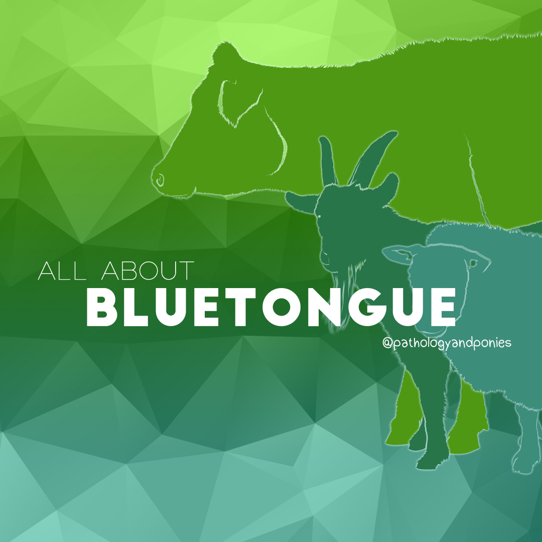Bluetongue - Pathology and Ponies