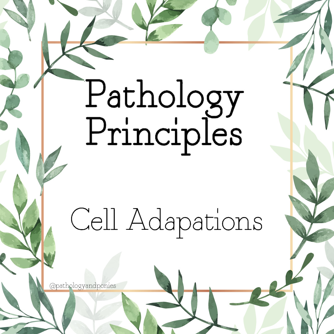 Cell Adaptations - Pathology and Ponies