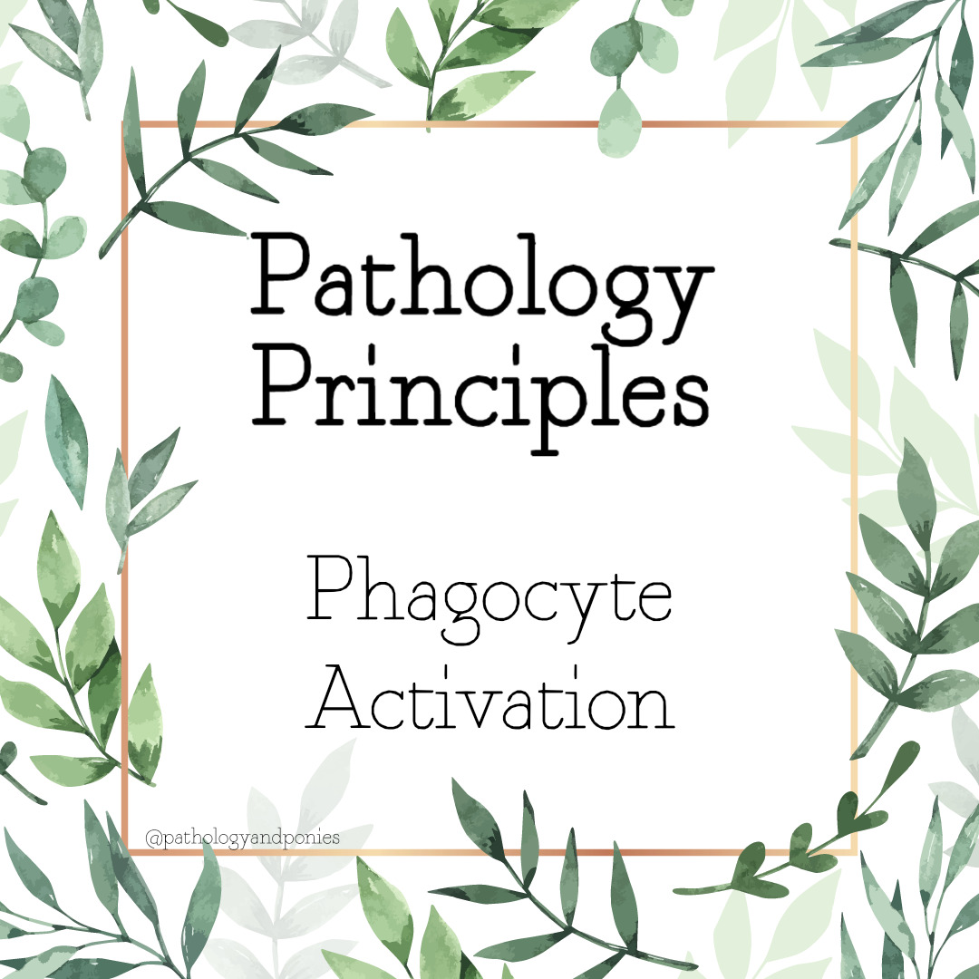 Phagocyte Activation - Pathology and Ponies