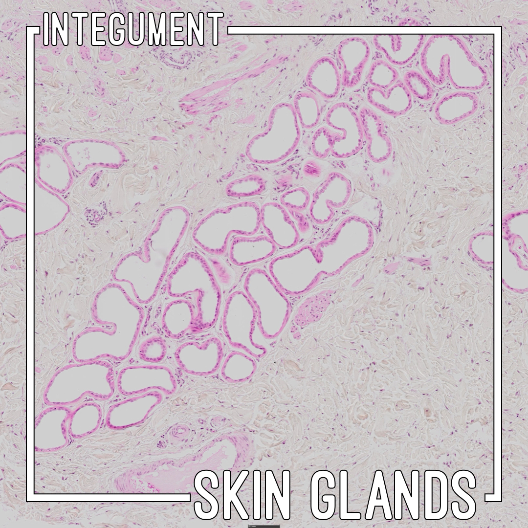 Skin Glands - Pathology and Ponies