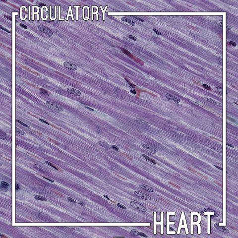 Circulatory System Archives - Pathology and Ponies