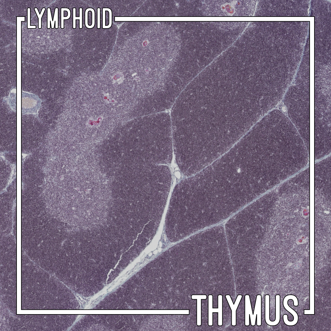 Thymus - Pathology and Ponies
