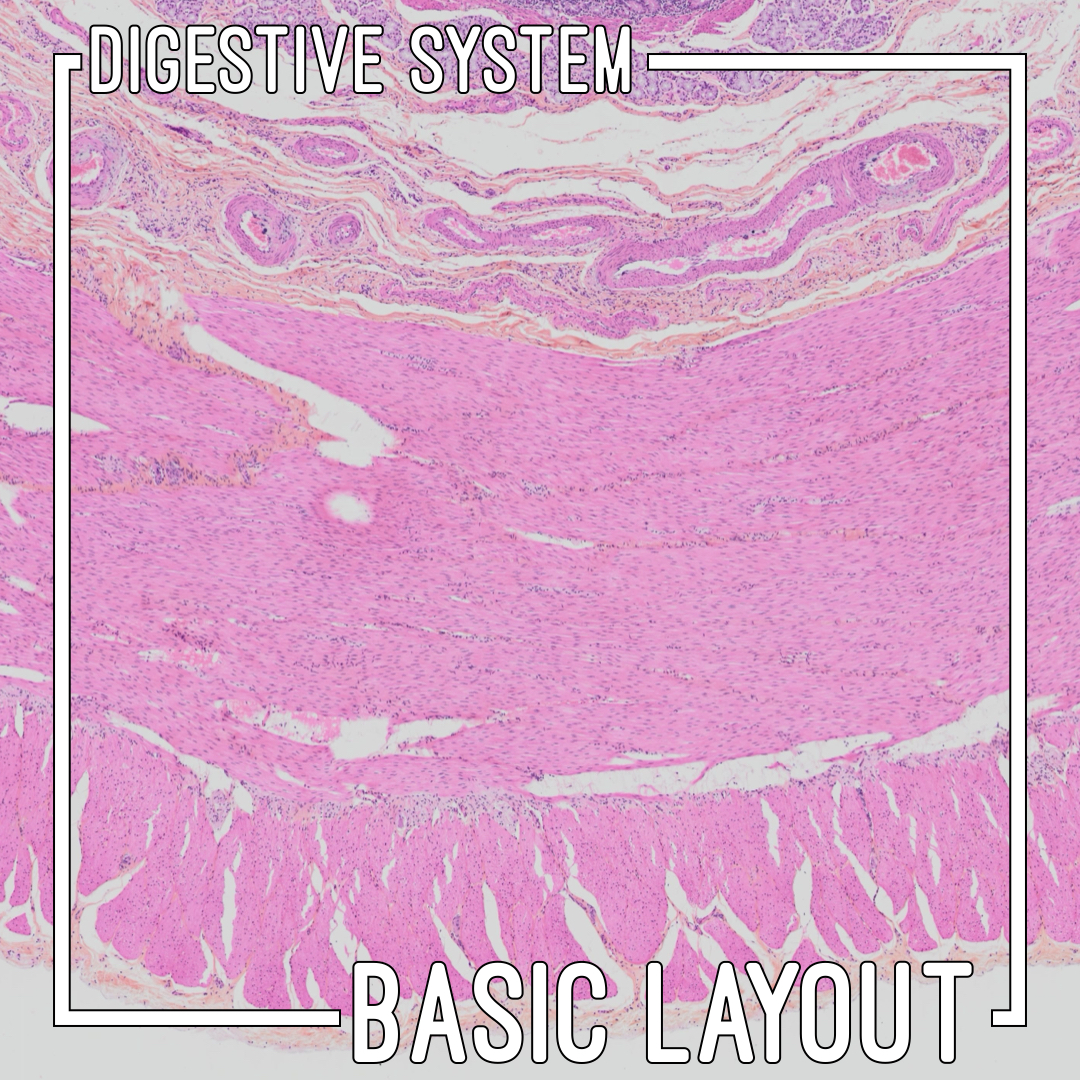 Basic Intestinal Layout - Pathology and Ponies