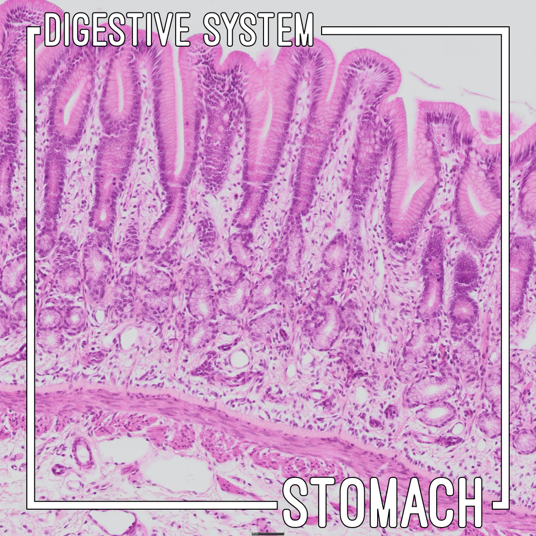 Stomach - Pathology and Ponies