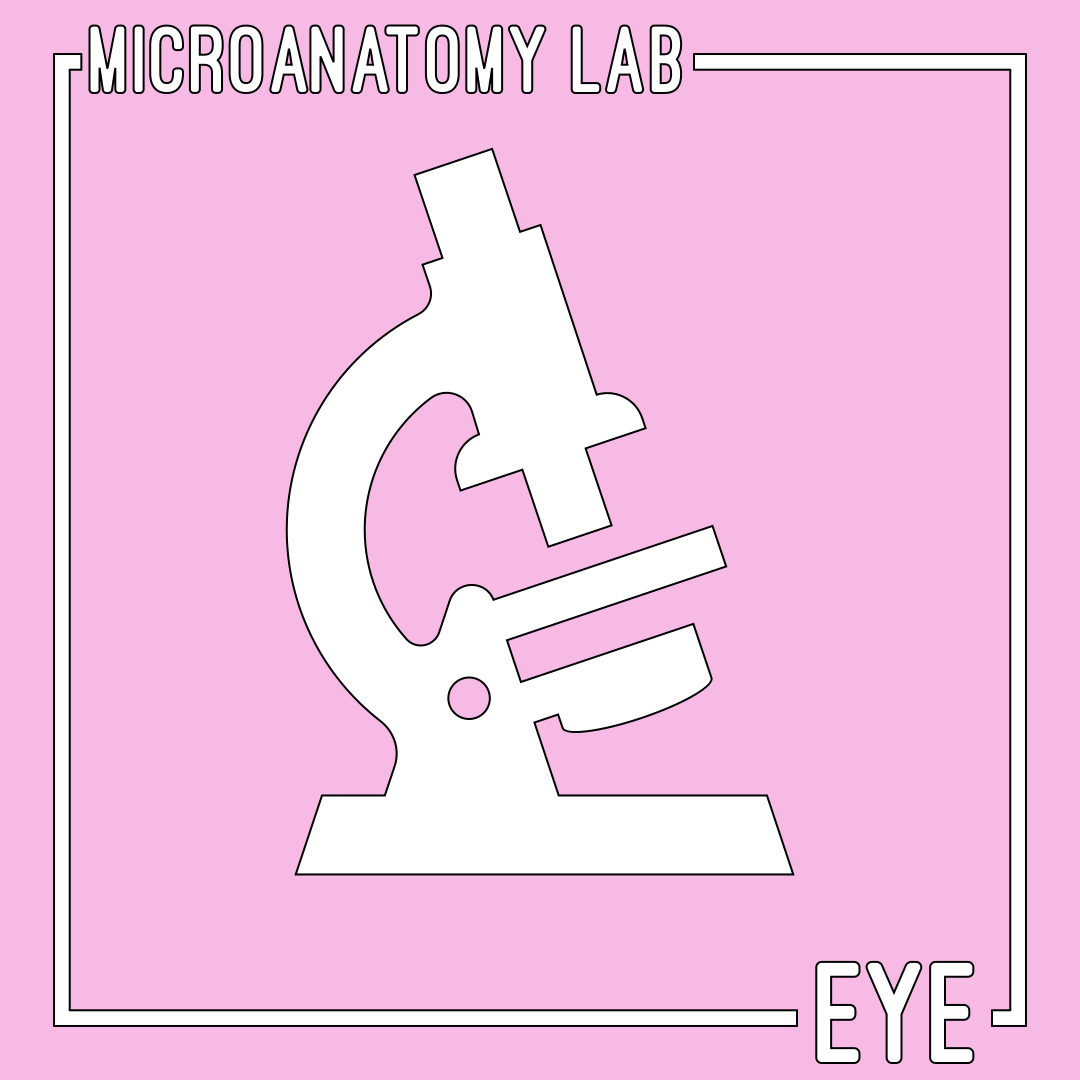 Eye Microanatomy Lab - Pathology and Ponies