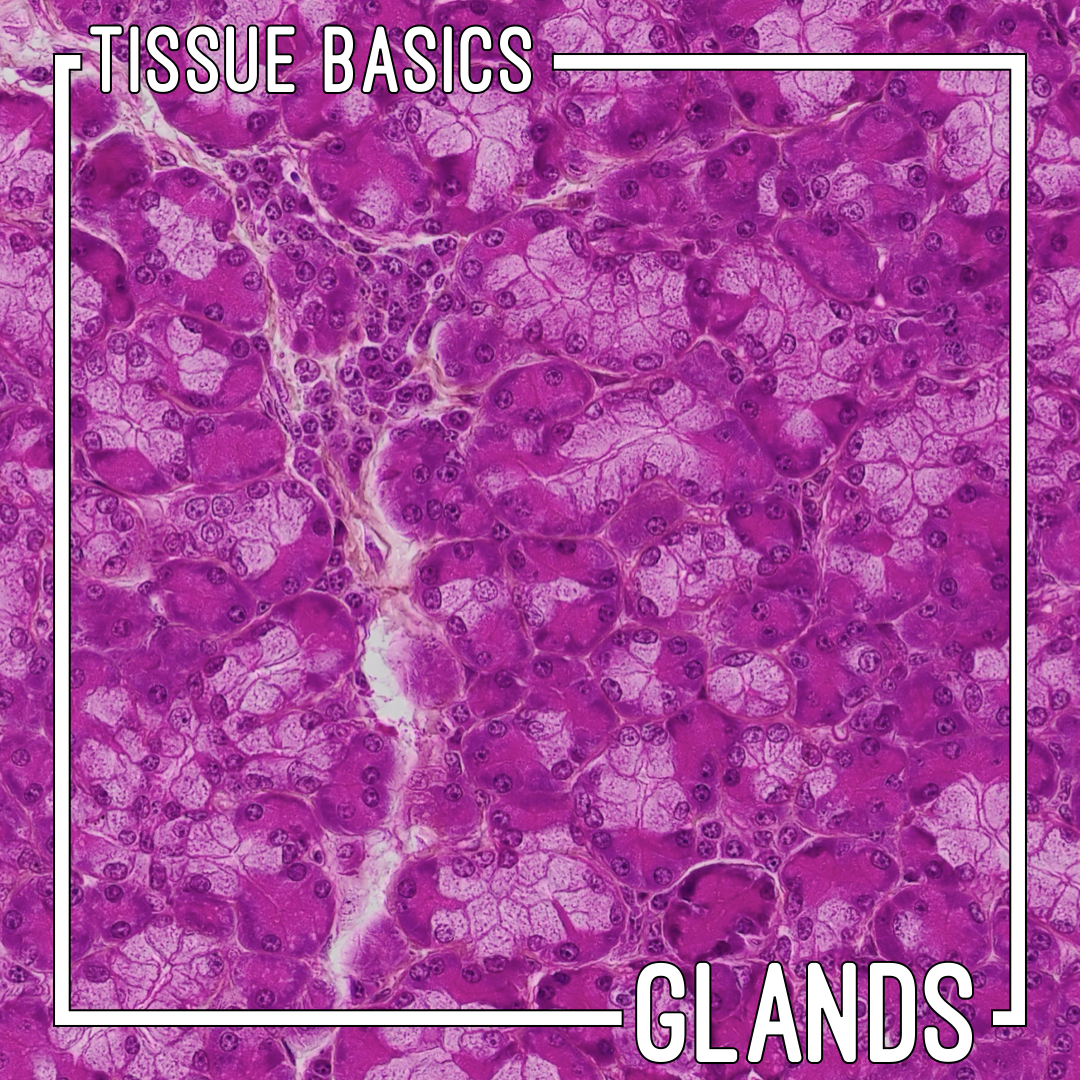 Glands - Pathology and Ponies